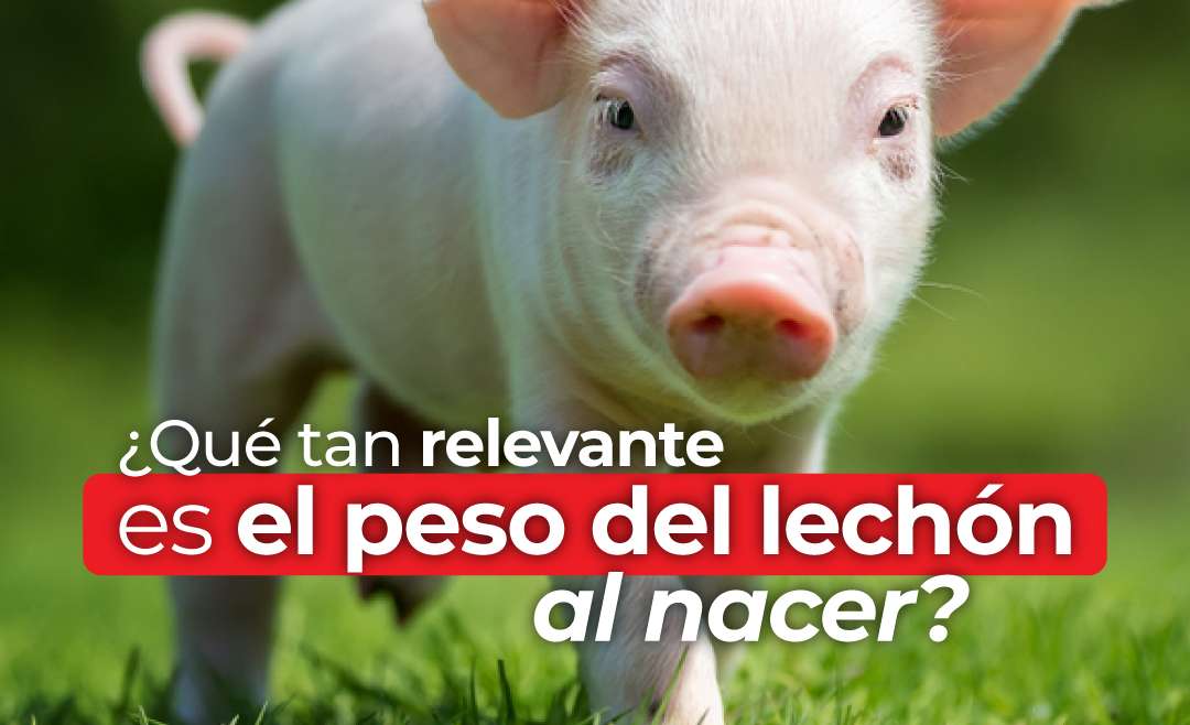 ¿Qué tan importante es el peso del lechón al nacer? - Molinos Champion ¿Qué tan importante es el peso del lechón al nacer? - Molinos Champion